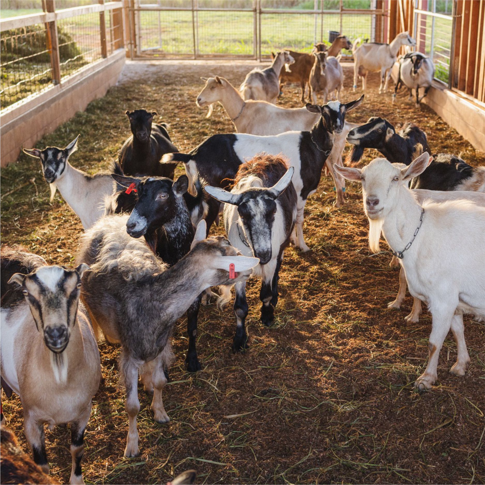 Goat Farming - citysmartagrohub